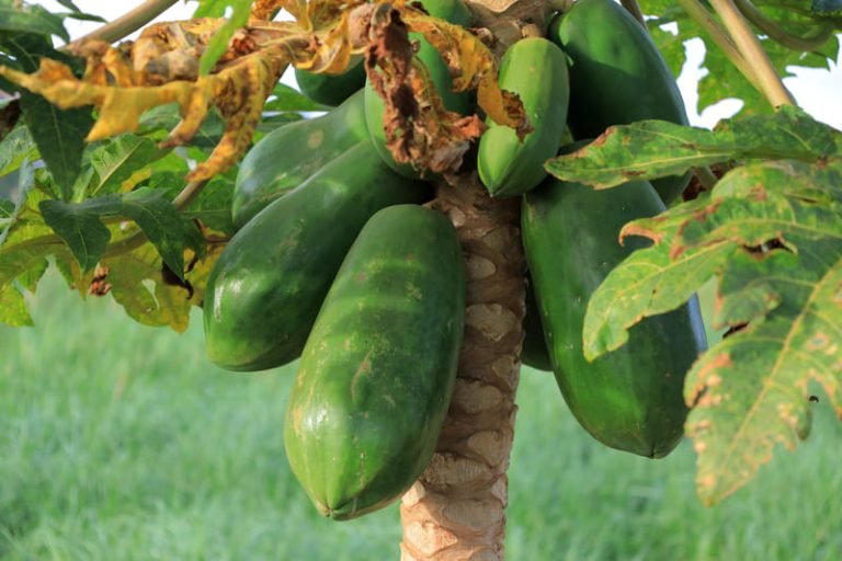 Food Trees - Treescape Planet